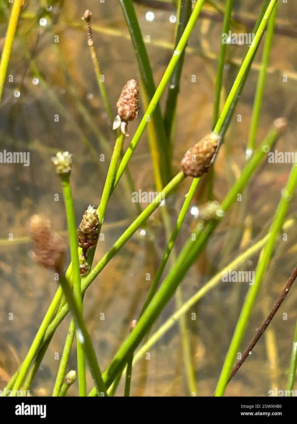 spikerushes (Eleocharis), Plantae, Mount Gilead, NC, US, Shallow ...