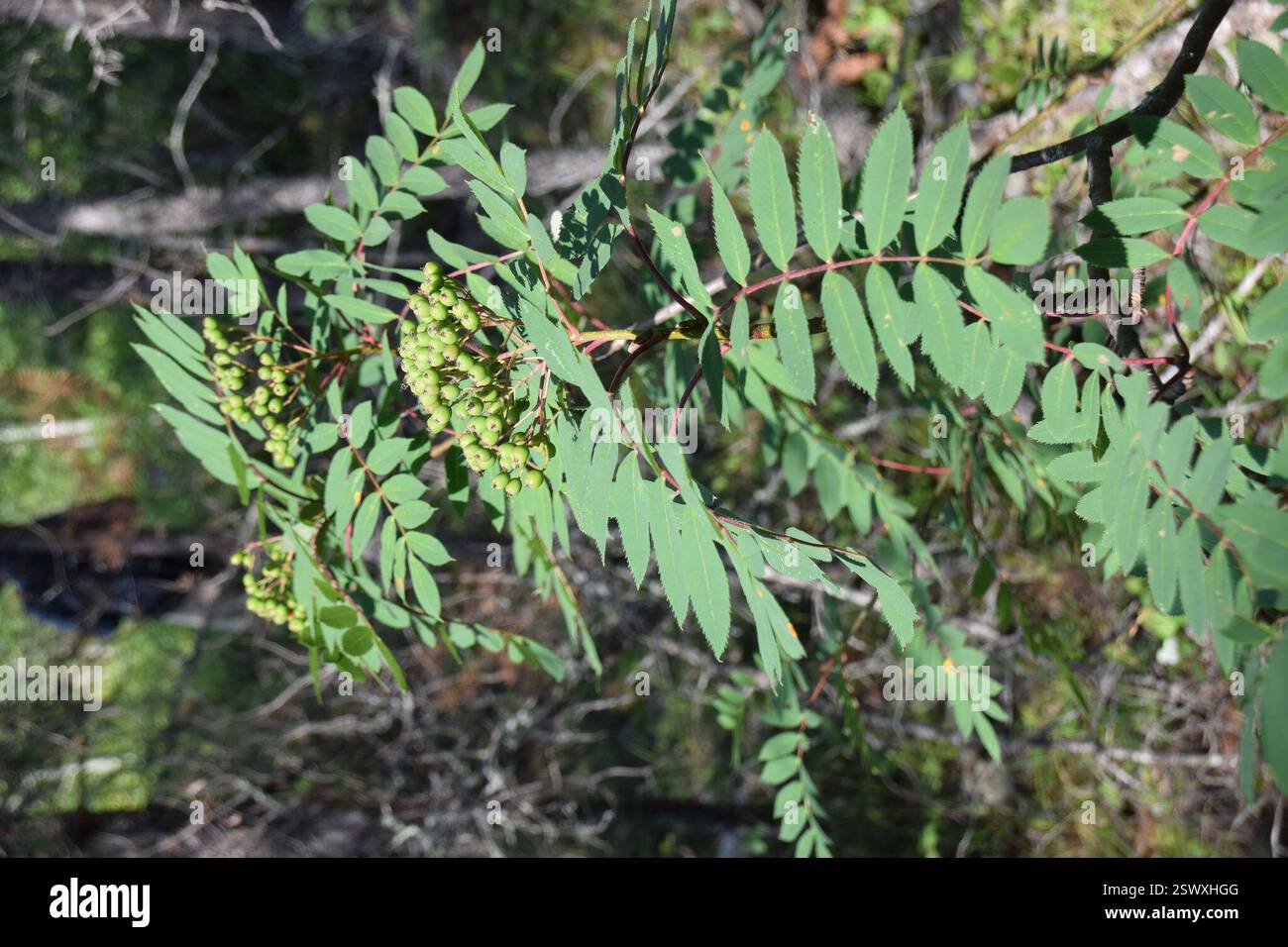 showy mountain-ash (Sorbus decora), Plantae, Powerview, Powerview-Pine ...