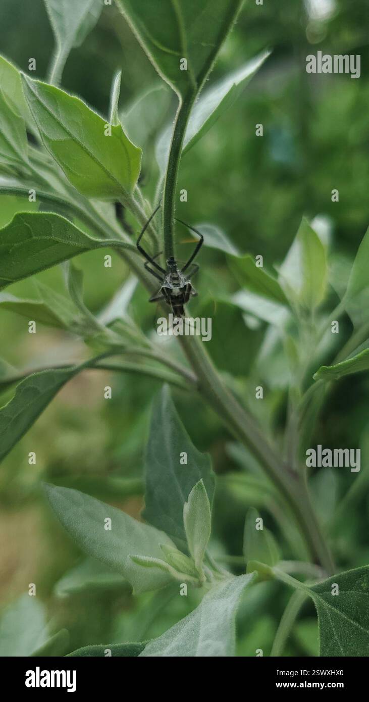 North American Wheel Bug (Arilus cristatus), Insecta, Indiana, US ...