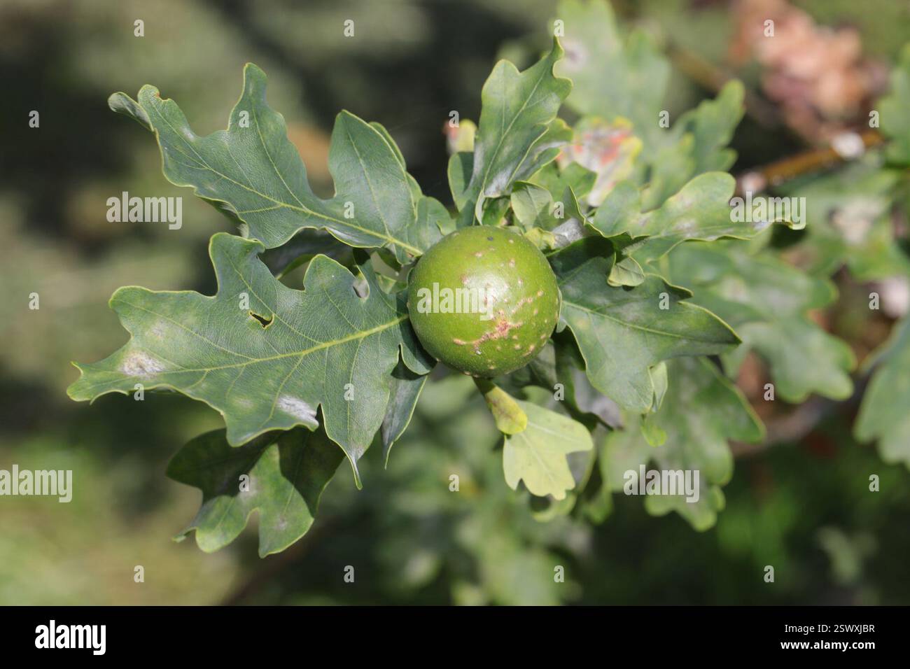 Oak Marble Gall Wasp (Andricus kollari), Insecta, Hale Park, High ...