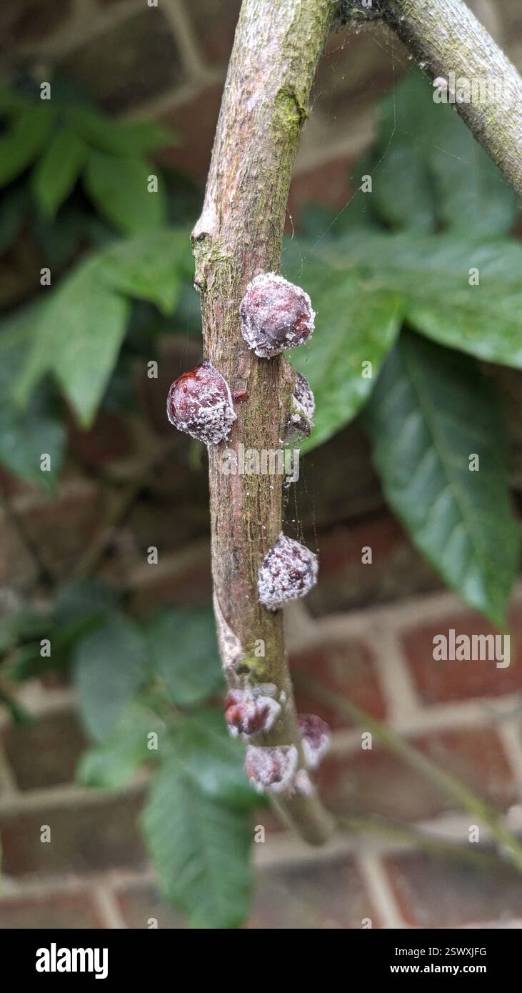 Soft scales (Coccidae), Insecta, Monken Hadley Church, Barnet EN5 5PZ ...