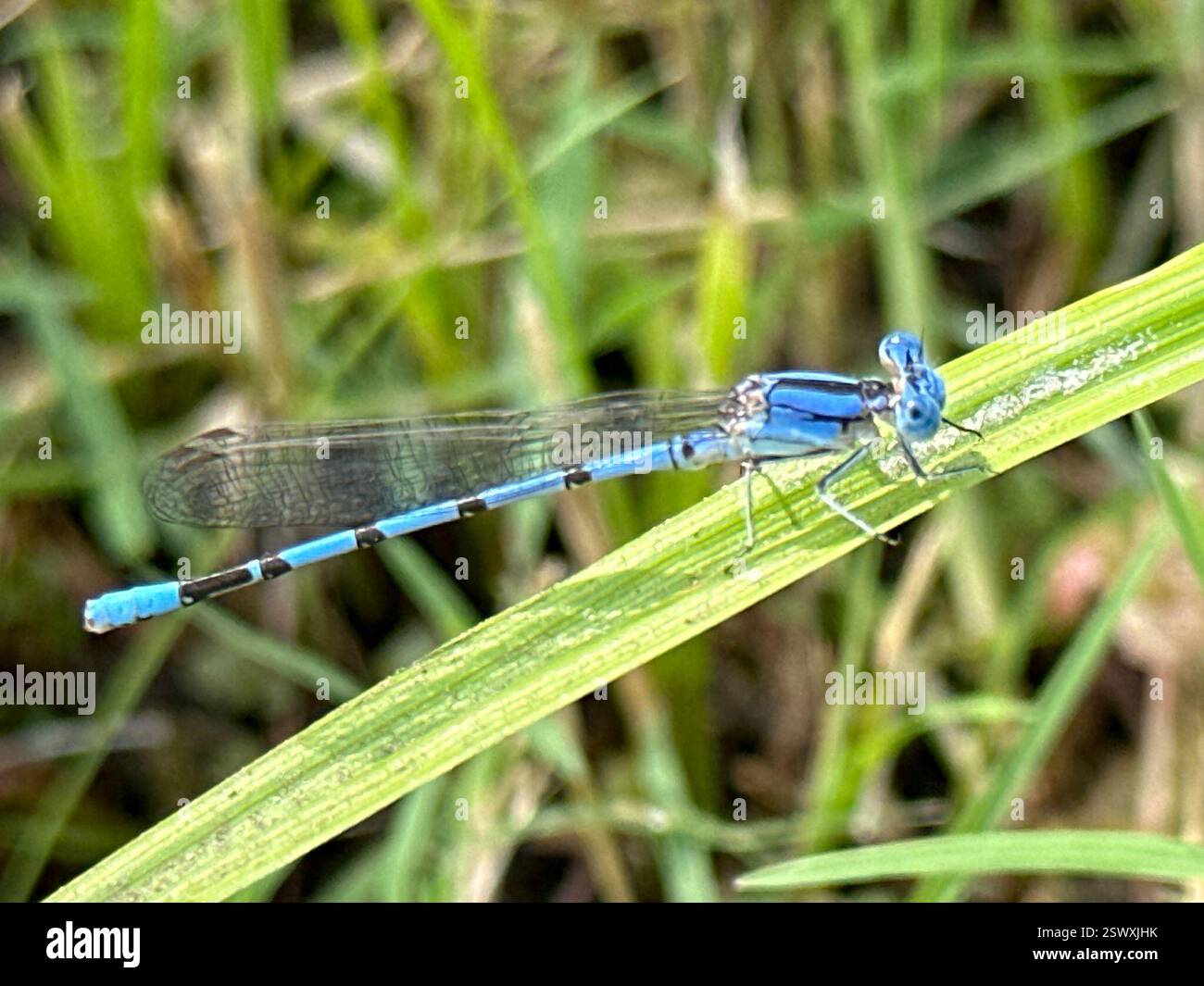 Aztec Dancer (Argia nahuana), Insecta, Boiling Springs State Park ...