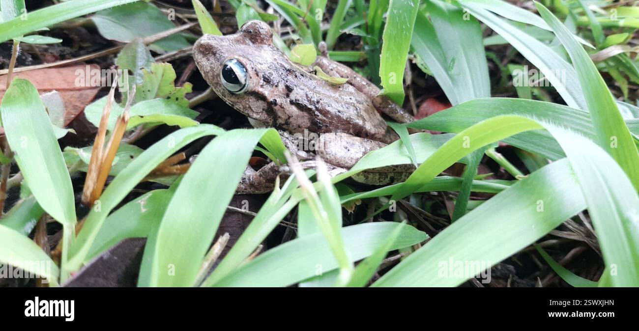 Banana Tree Dwelling Frog (Boana platanera), Amphibia, Antón, Panamá ...