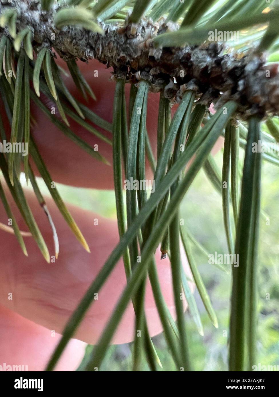 Mexican pinyon (Pinus cembroides), Plantae, Big Bend National Park ...