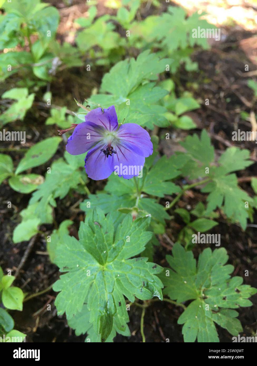 woolly cranesbill (Geranium erianthum), Plantae, Juneau, AK, US Stock ...
