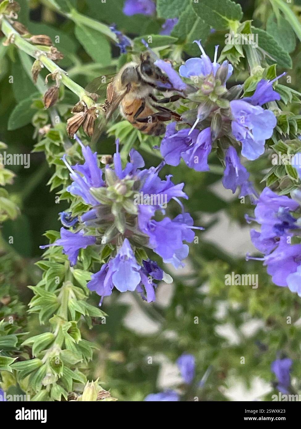 Western Honey Bee (Apis mellifera), Insecta, Royal Crest Dr, Dallas, TX ...
