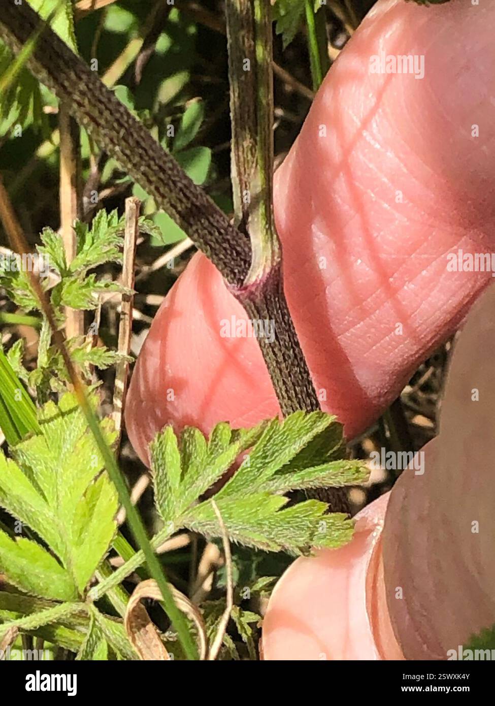 upright hedge-parsley (Torilis japonica), Plantae, Merthyr Mawr ...