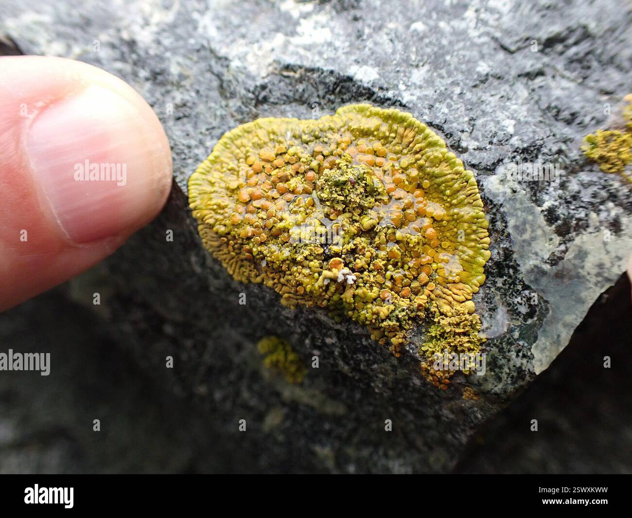 Ringed Firedot Lichen (Polycauliona verruculifera), Fungi, Mount ...