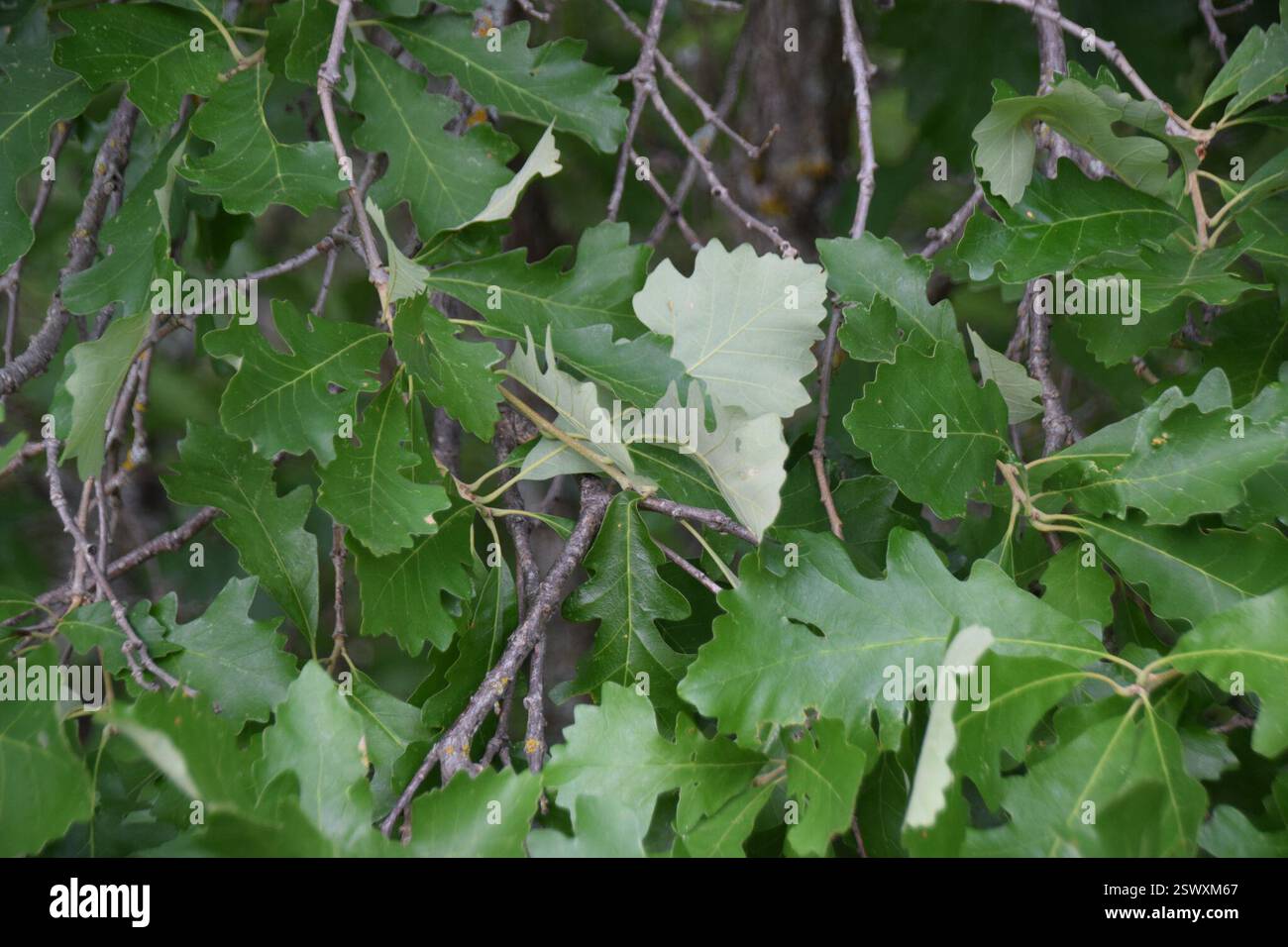 bur oak (Quercus macrocarpa), Plantae, Powerview, Powerview-Pine Falls ...