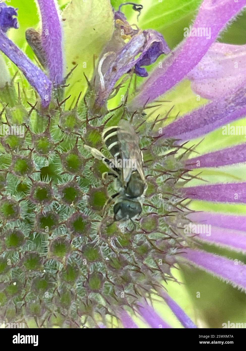 wild bergamot (Monarda fistulosa), Plantae, Bandelier National Monument ...