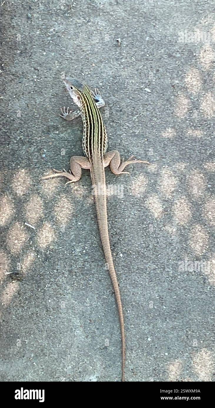 Common Spotted Whiptail (Aspidoscelis gularis), Reptilia, N Fannin Ave ...