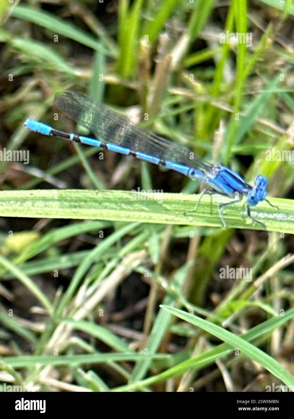 Aztec Dancer (Argia nahuana), Insecta, Boiling Springs State Park ...