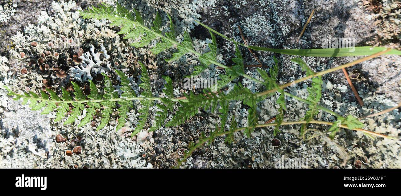 rusty woodsia (Woodsia ilvensis), Plantae, Powerview, Powerview-Pine ...