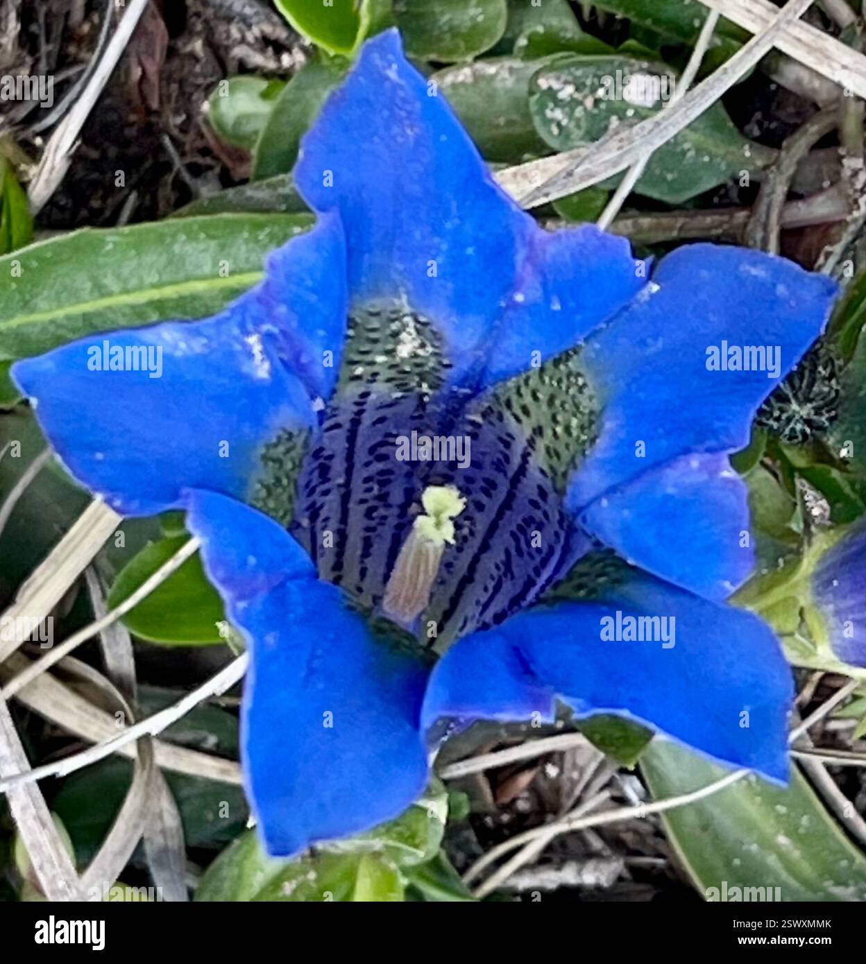 trumpet gentian (Gentiana acaulis), Plantae, Ortisei, Trentino-Alto ...