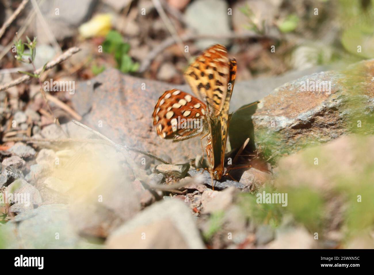 Hydaspe Fritillary (Argynnis hydaspe), Insecta, Black Mine Rd-gravel ...