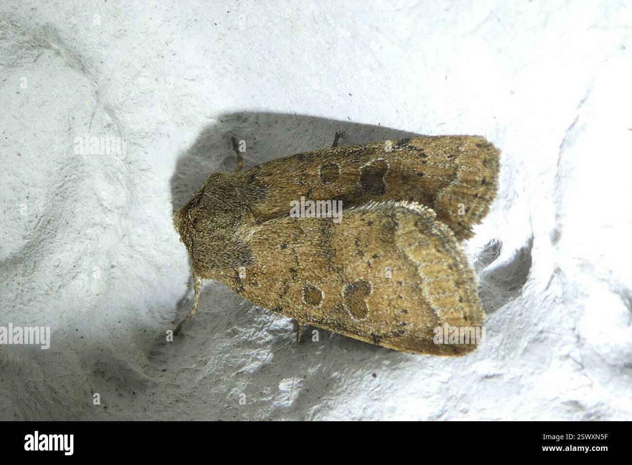 The Uncertain (Hoplodrina octogenaria), Insecta, South Heale Cottage ...