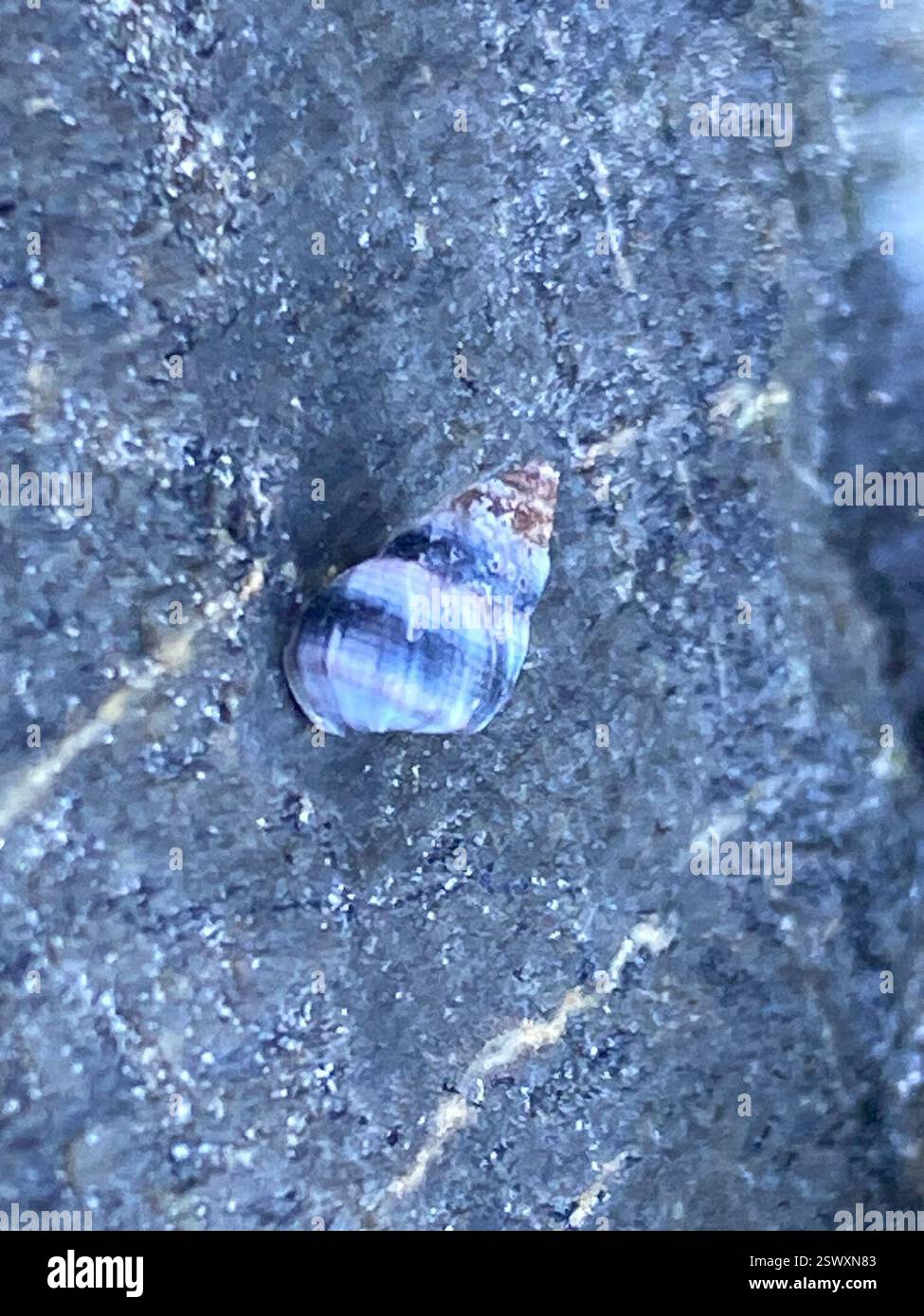 New Zealand Blue-banded Periwinkle (Austrolittorina antipodum ...