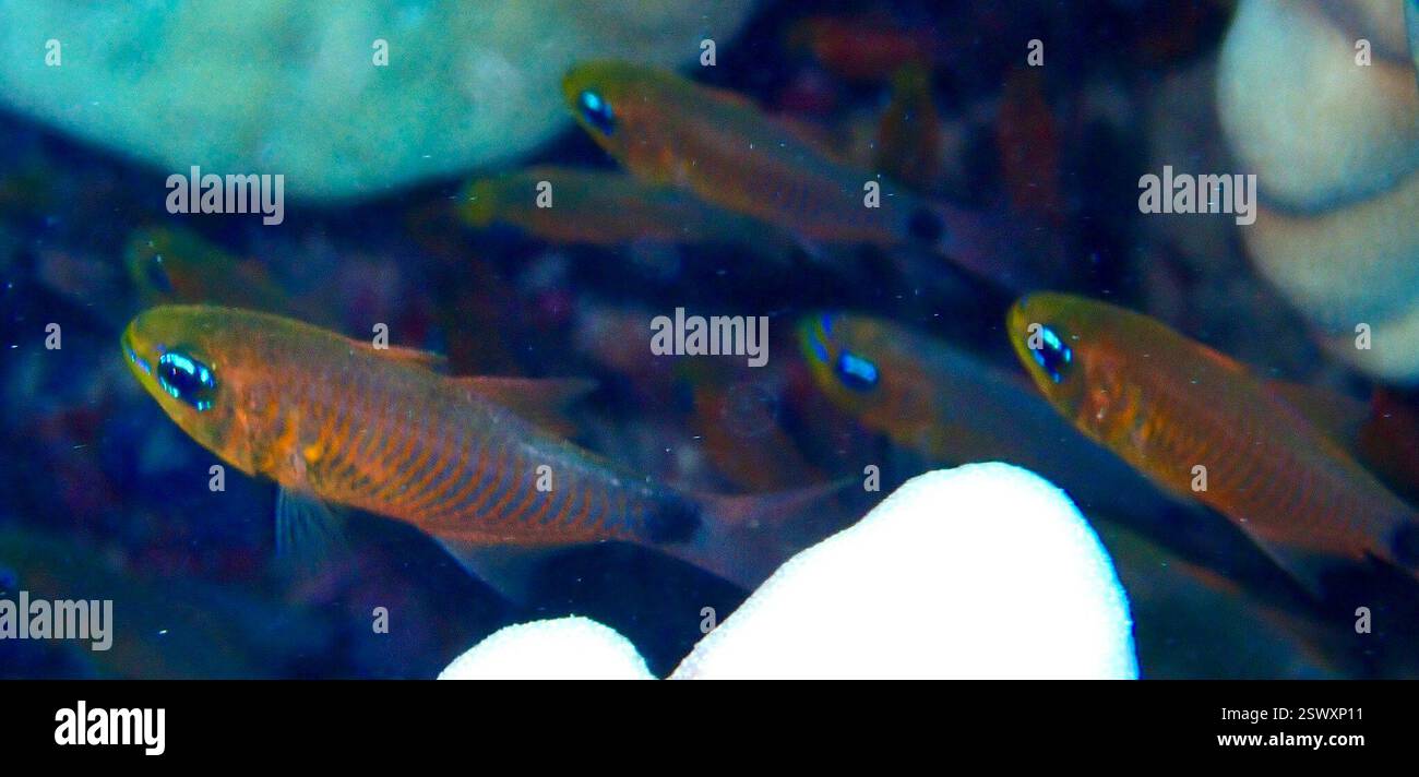 Orangelined Cardinalfish (Taeniamia fucata), Actinopterygii, Dibab, Red ...