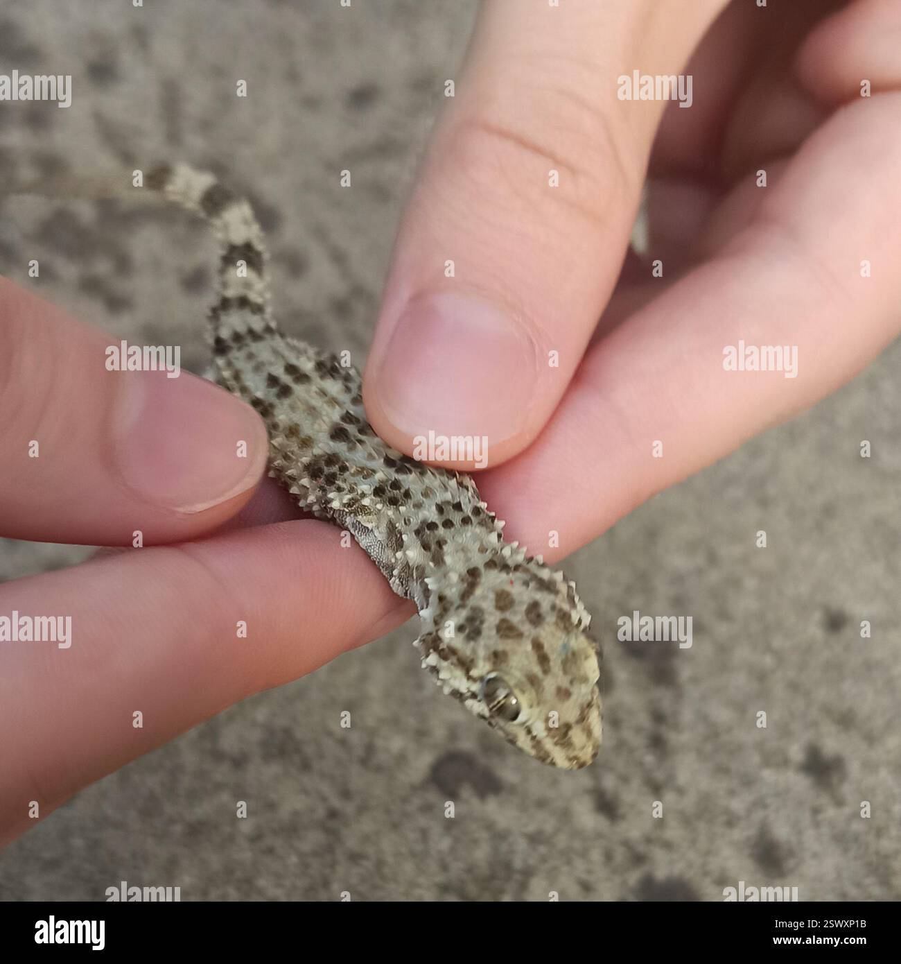 Caspian Bent-toed Gecko (Tenuidactylus caspius), Reptilia, Masalli ...