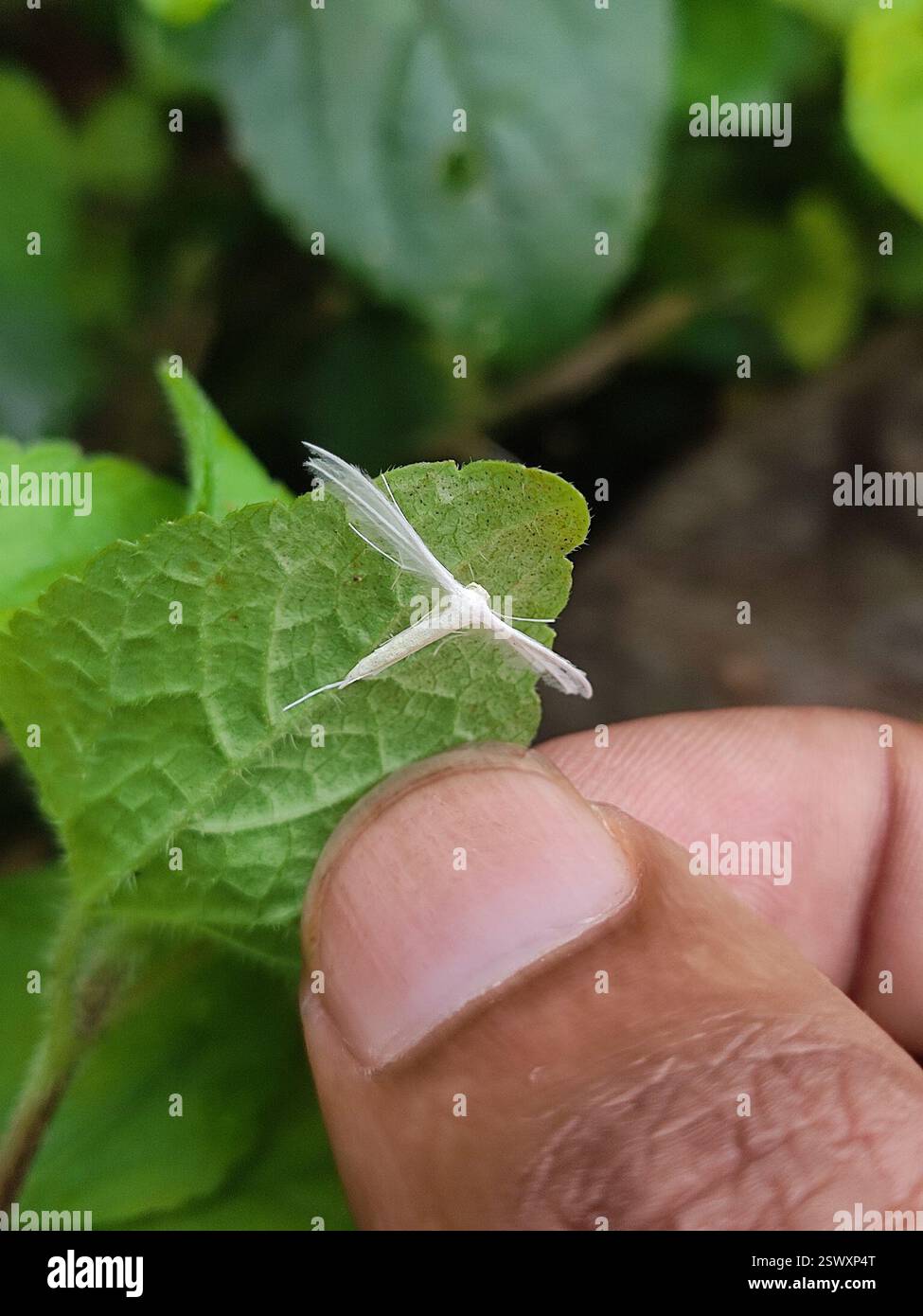 Moths of kerala hi-res stock photography and images - Alamy