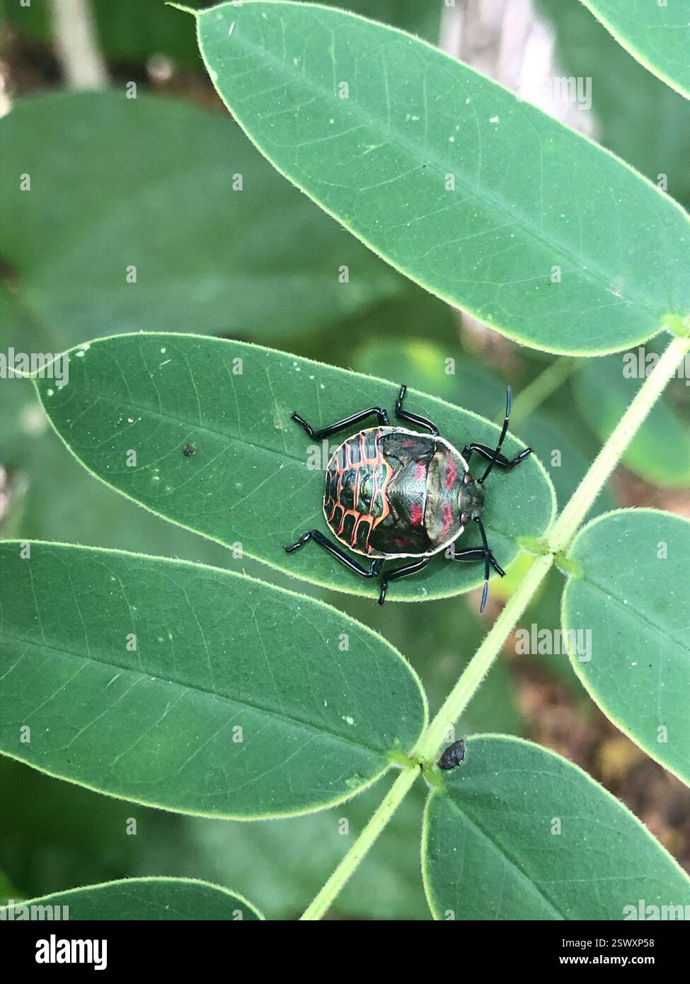 (Pellaea stictica), Insecta, Nutwood Ave, Fullerton, CA, US, Aluminum ...
