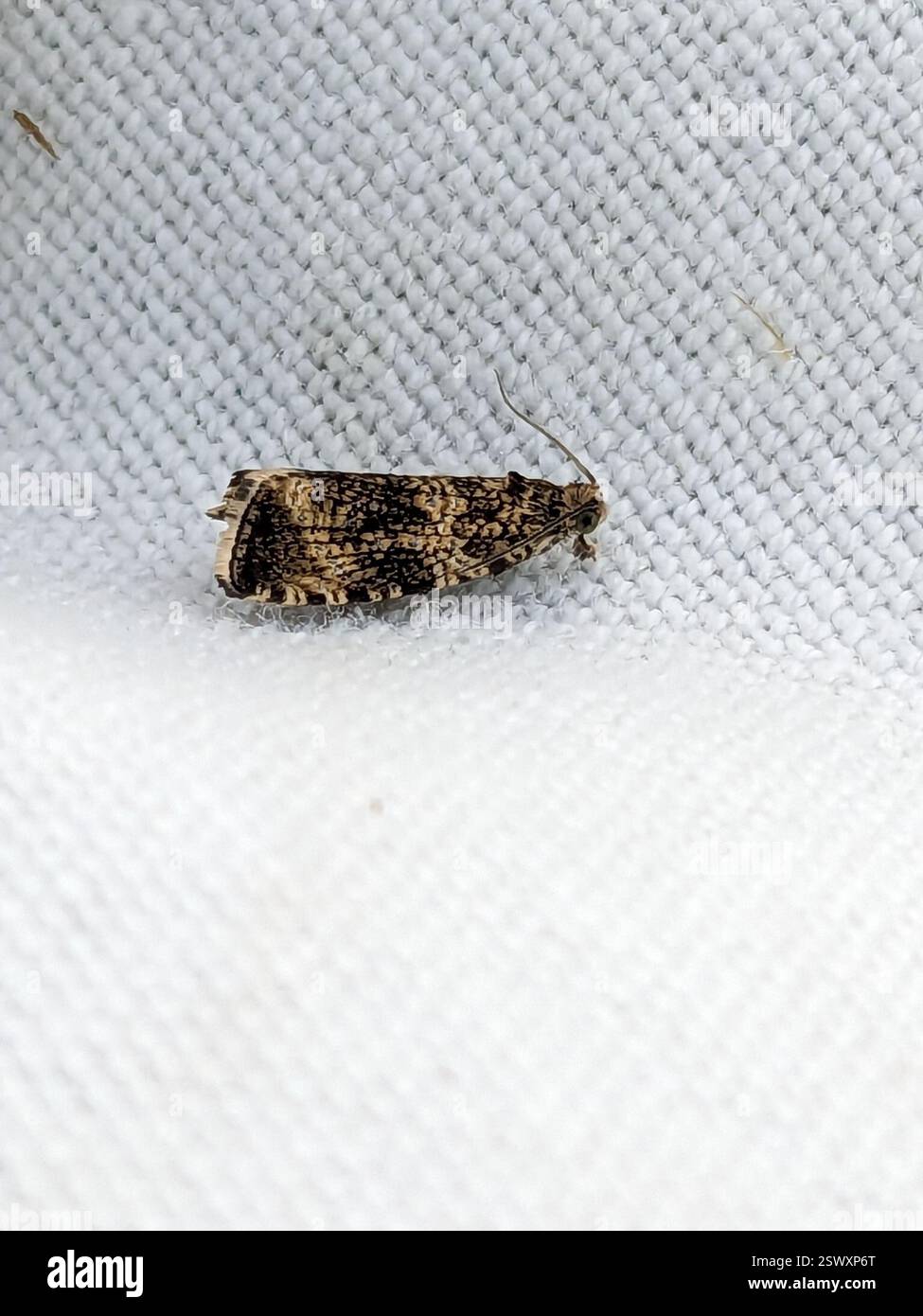 Common Marble (Syricoris lacunana), Insecta, Mount Pleasant Farm ...