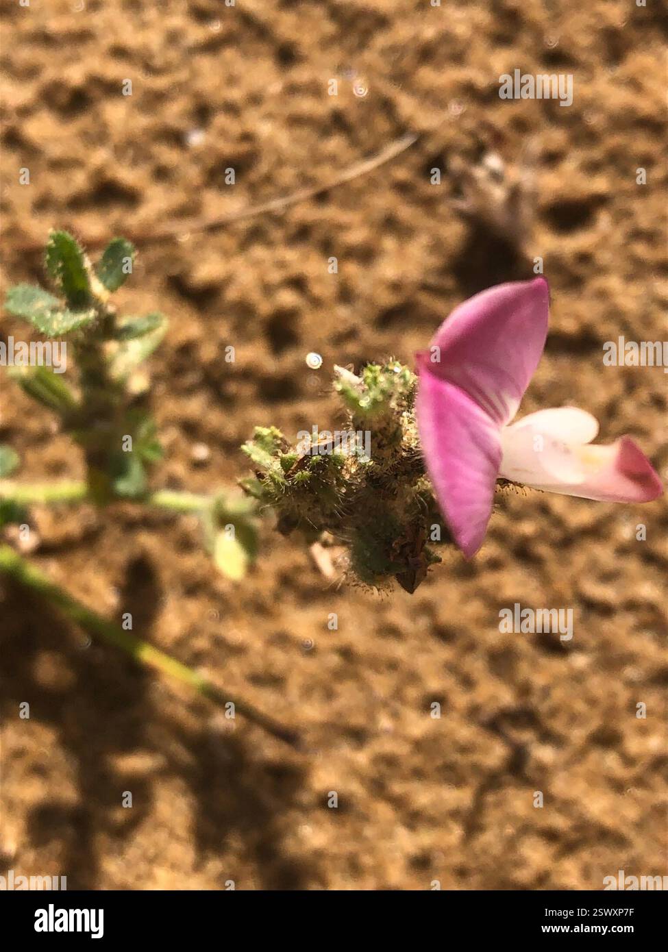 common restharrow (Ononis spinosa procurrens), Plantae, Merthyr Mawr ...