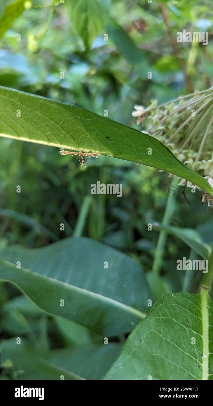 Grape and Sheppard's Plume Moths (Geina periscelidactylus), Insecta ...