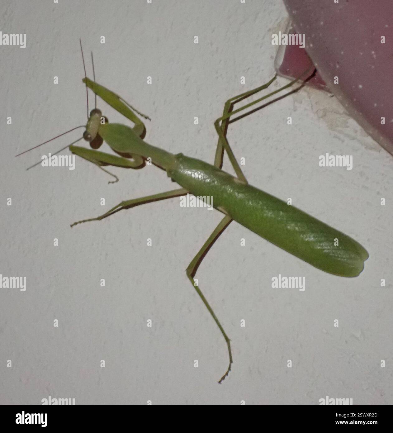 Giant African Mantis (Sphodromantis viridis), Insecta, Hilton Marsa ...