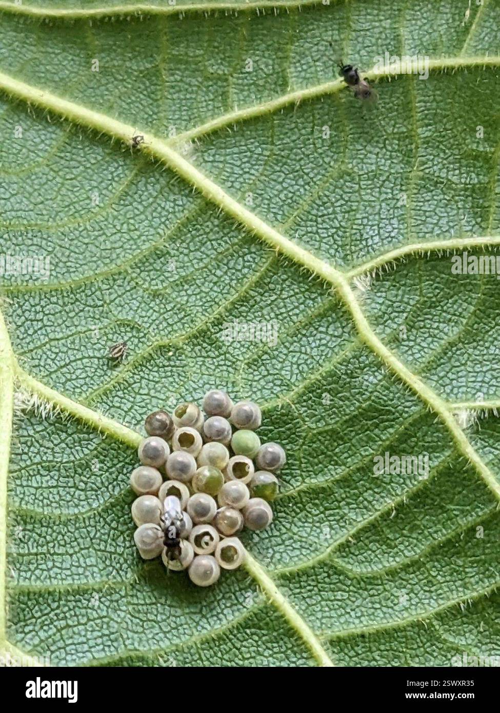 Insects (Insecta), Insecta, Durham, England, GB, Are these hemipteran ...