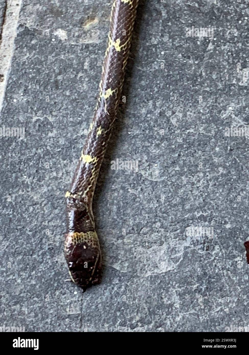 Indian Wolf Snake (Lycodon aulicus), Reptilia, Inya Road, Kamayut ...