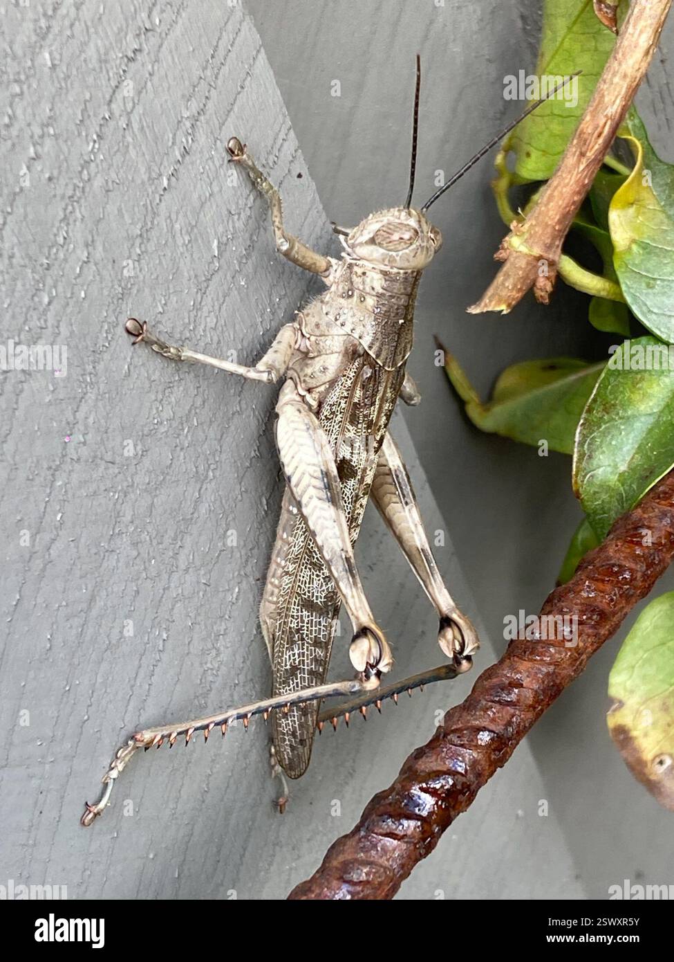 Giant Grasshopper (Valanga irregularis), Insecta, Delaney Cct ...