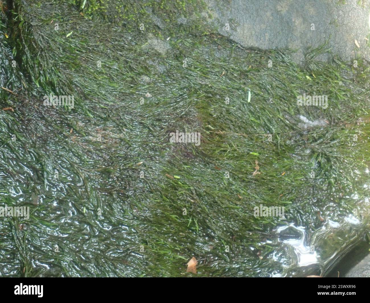 (Fontinalis dalecarlica), Plantae, Belchertown, MA 01007, USA, Specimen ...