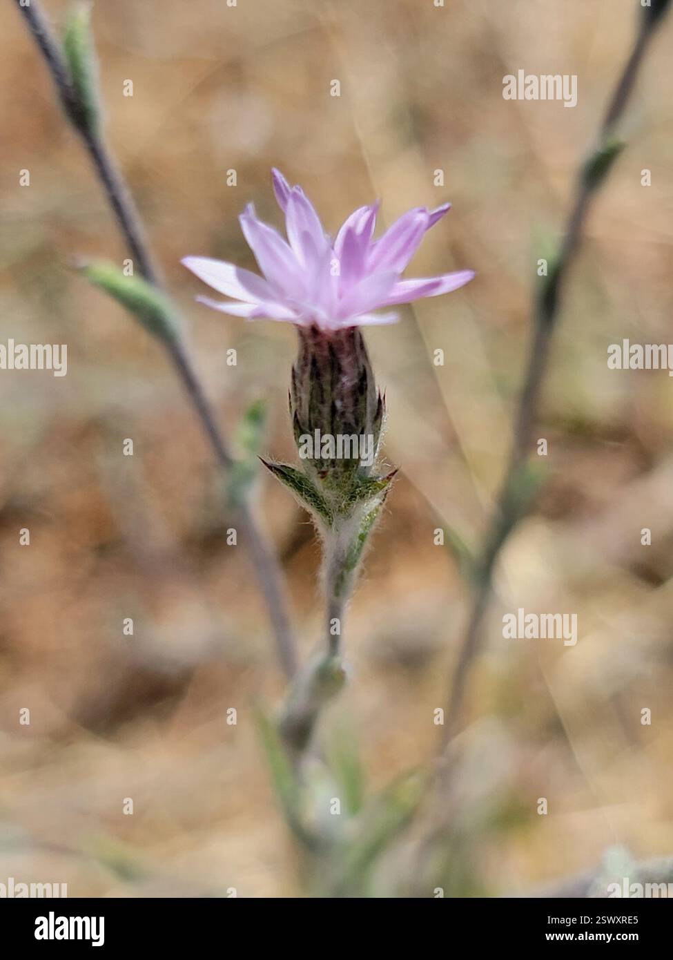 woollyhead lessingia (Lessingia hololeuca), Plantae, Woodside, CA, USA ...