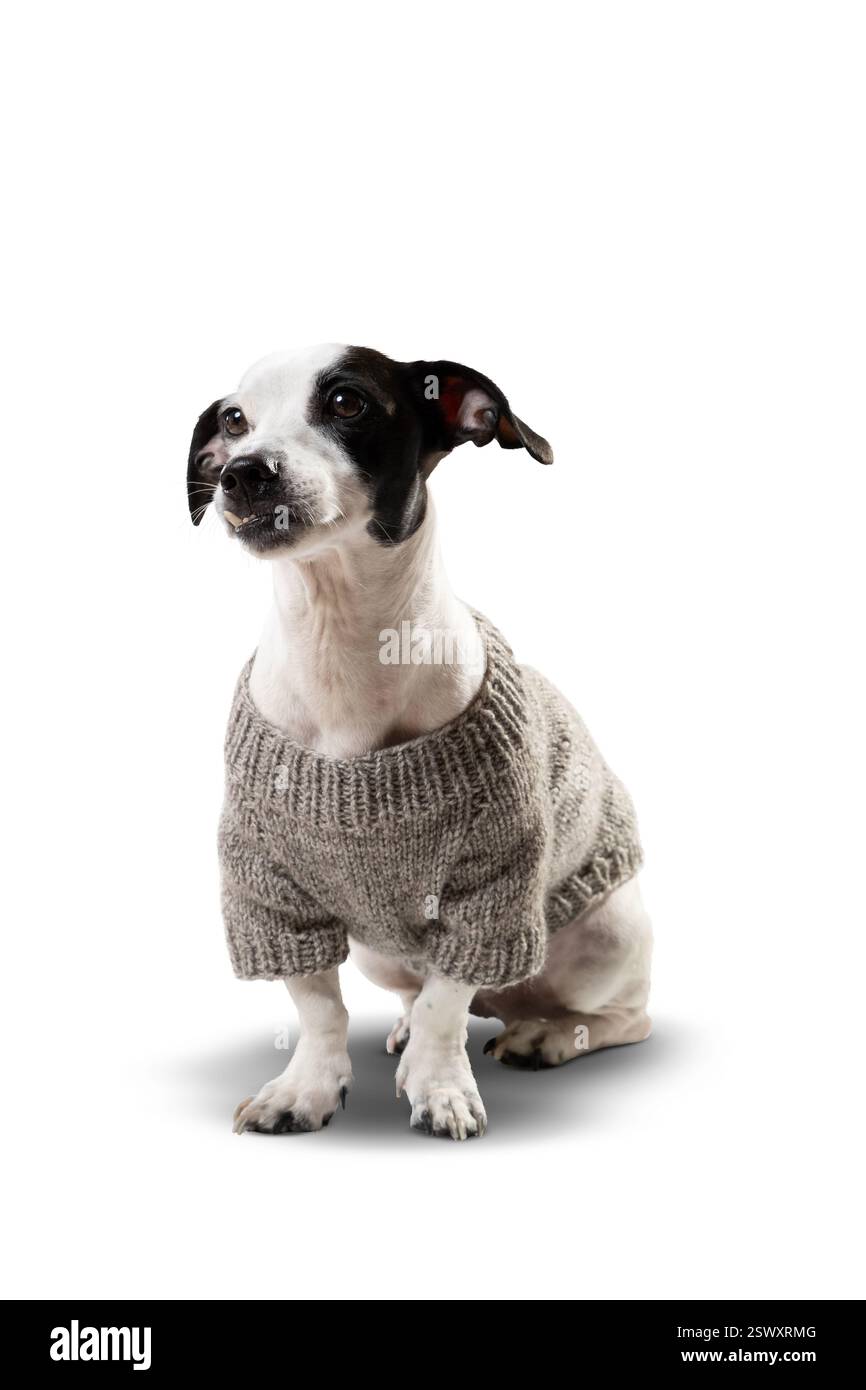 A photo of a male black and white Jack Russell Terrier sitting against ...