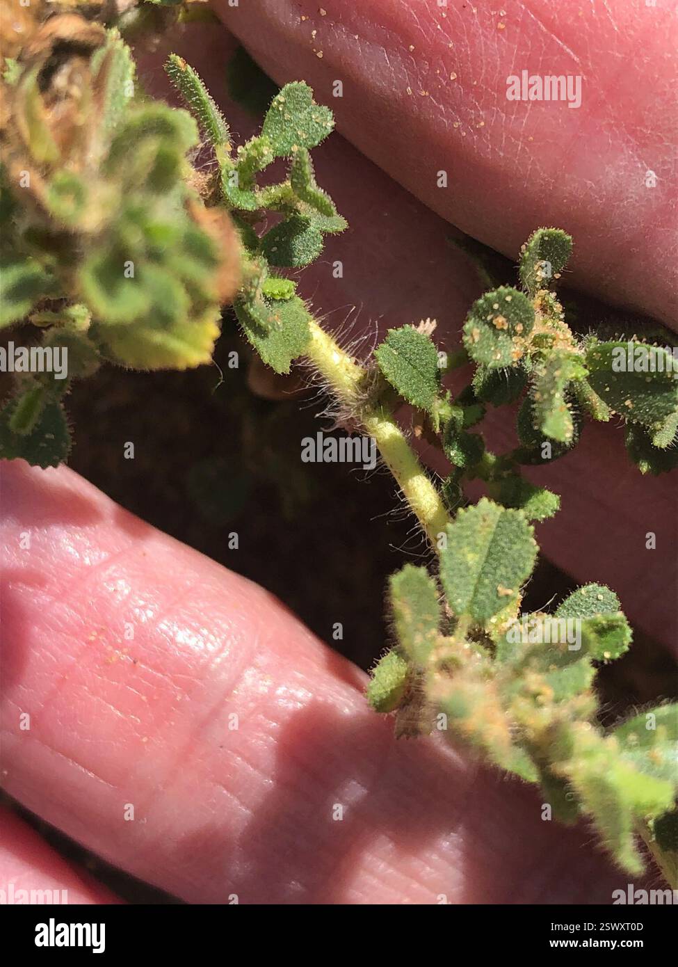 common restharrow (Ononis spinosa procurrens), Plantae, Merthyr Mawr ...