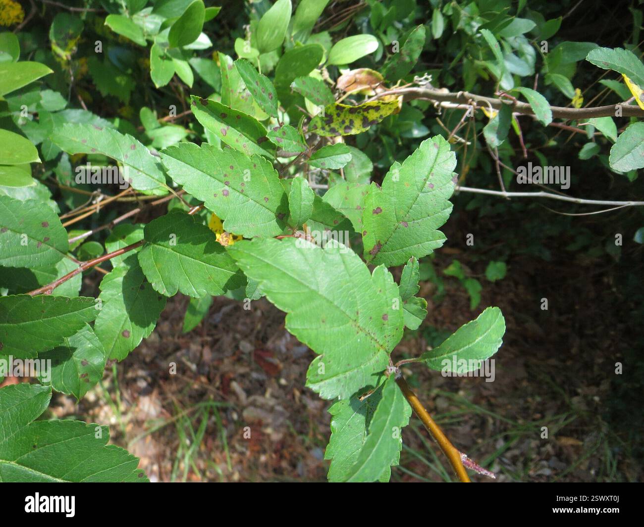 southern crabapple (Malus angustifolia), Plantae, Southern Crabapple ...