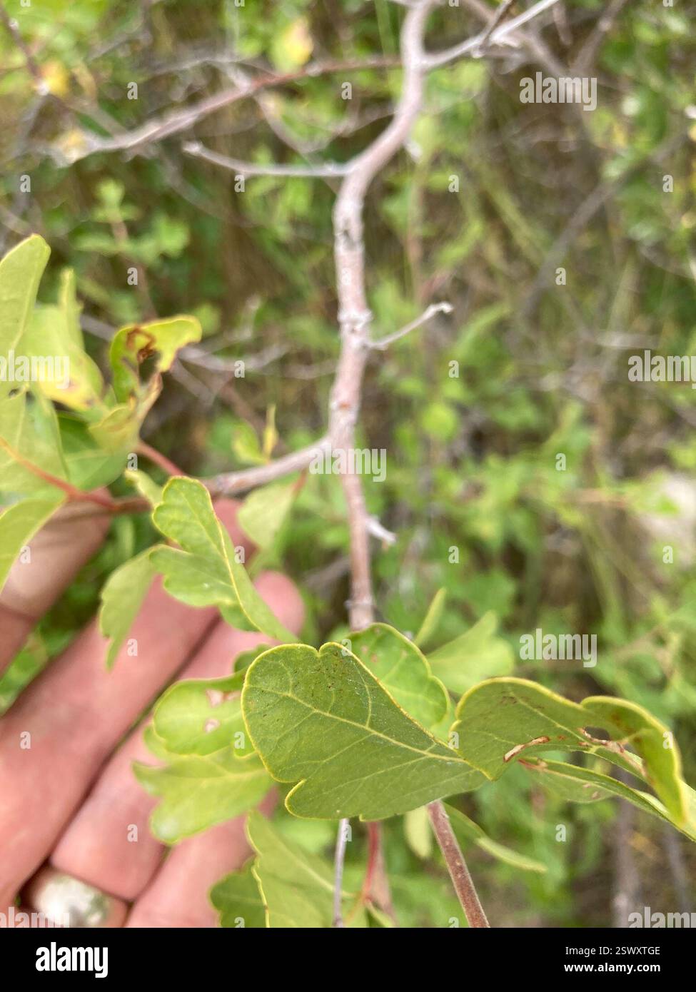 sumacs (Rhus), Plantae, Badlands National Park, Long Valley, SD, US ...