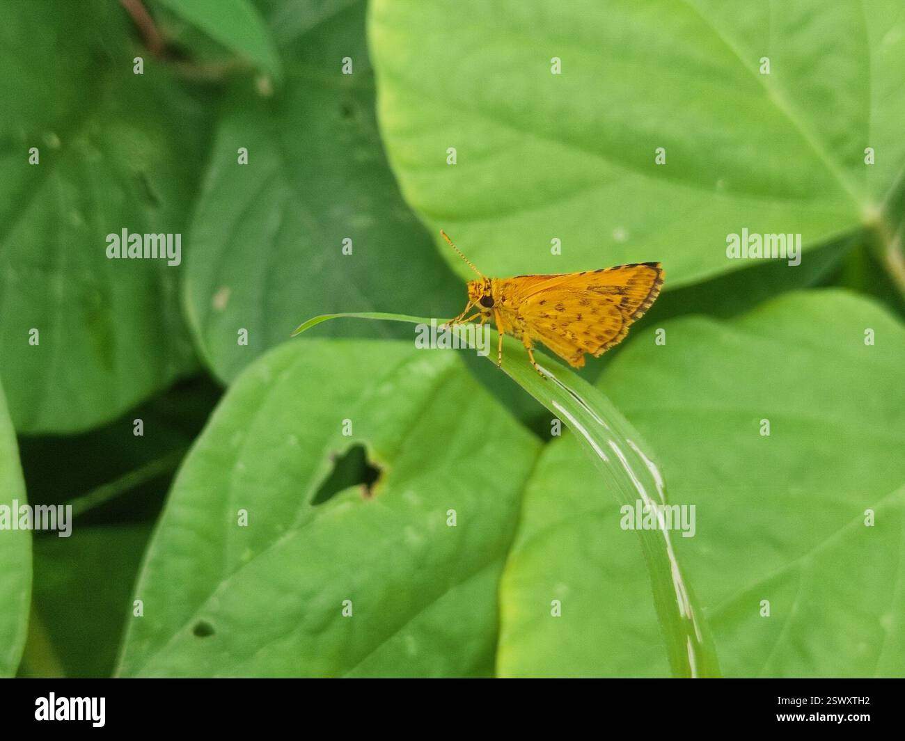 Common Bush Hopper (Ampittia dioscorides), Insecta, Kottayam, Kerala ...