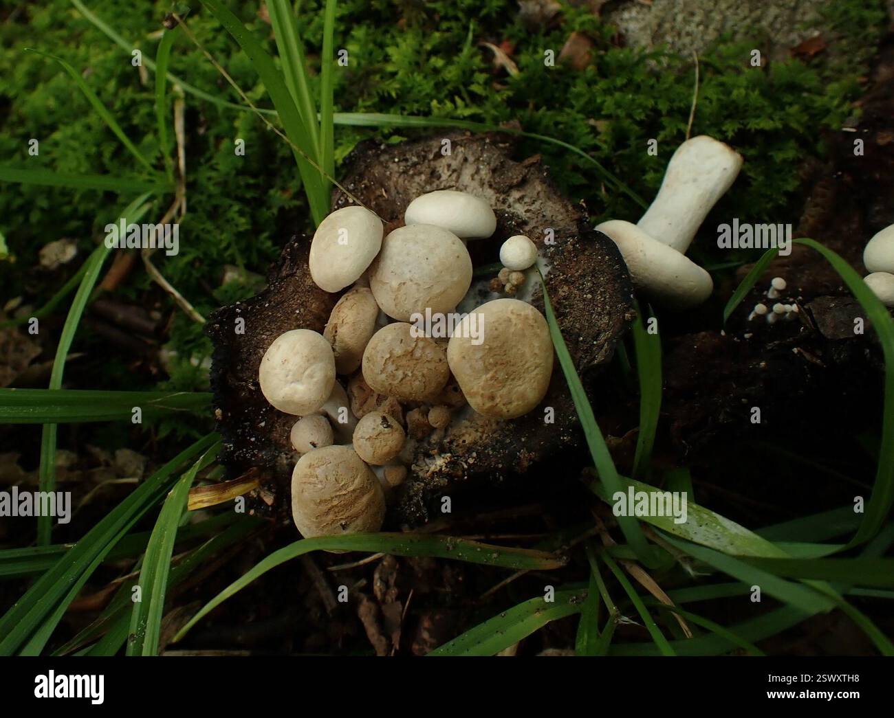 Powder Cap (Asterophora lycoperdoides), Fungi, Harriman State Park ...