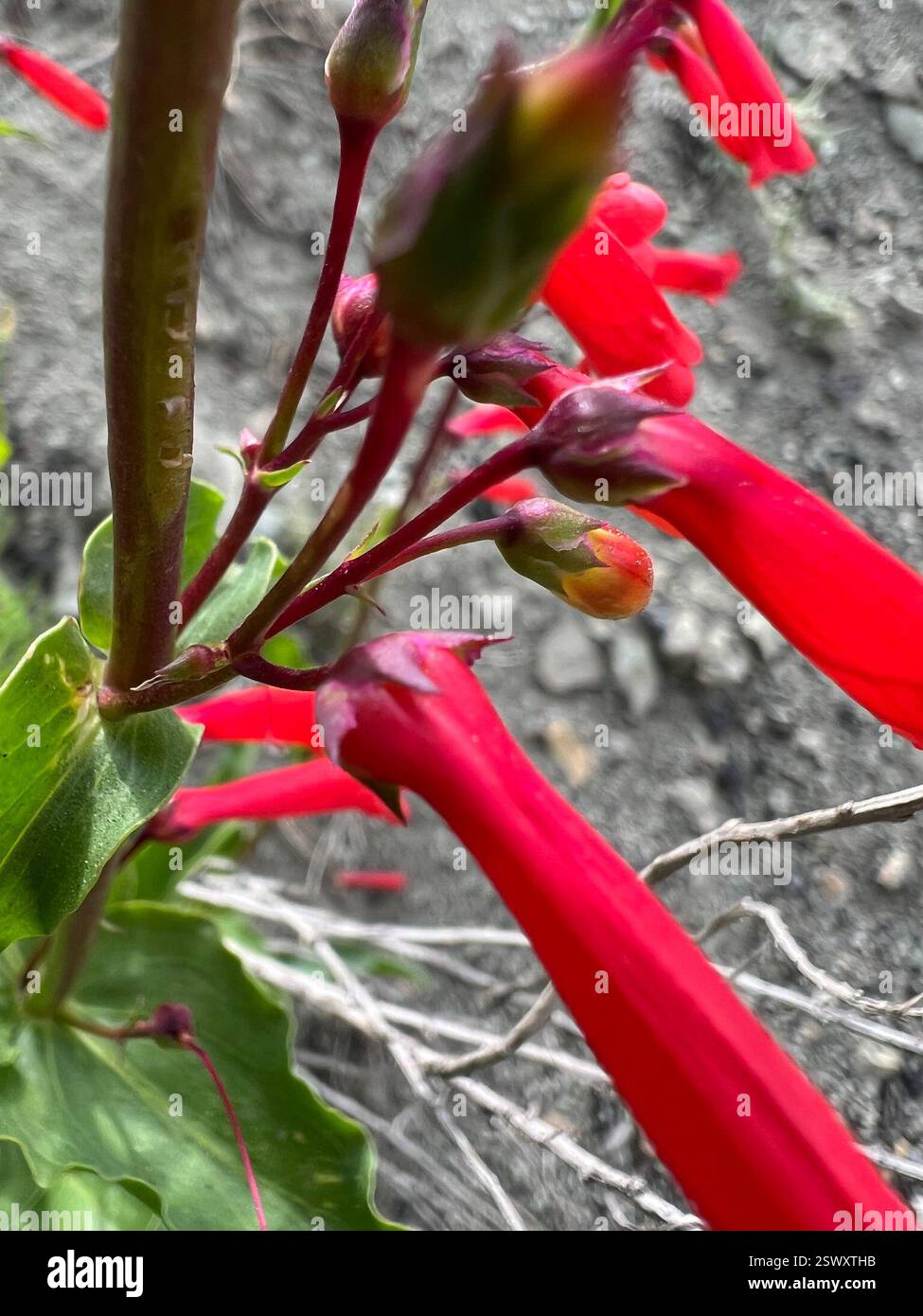 firecracker penstemon (Penstemon eatonii), Plantae, Duchesne County, UT ...