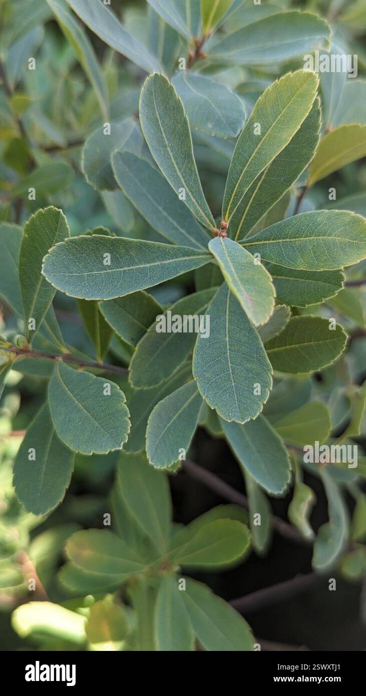 bog myrtle (Myrica gale), Plantae, Bowen Island, BC, Canada Stock Photo ...