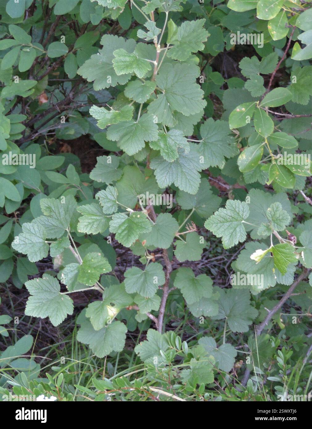 sticky currant (Ribes viscosissimum), Plantae, Kootenay Boundary, BC ...
