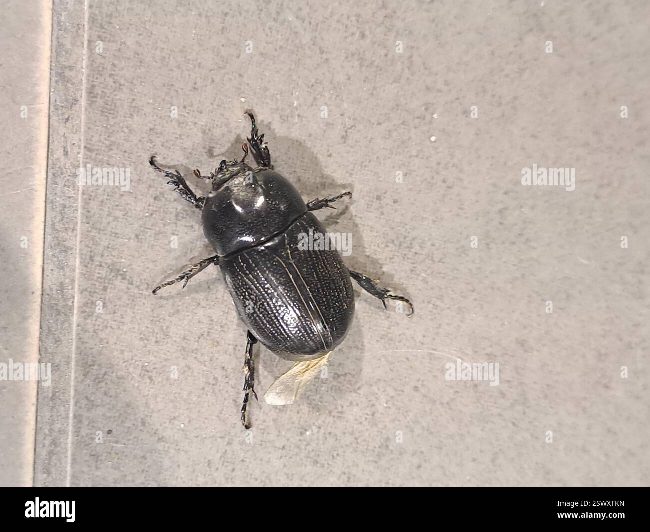 (Phileurini), Insecta, Iquitos Airport (IQT Stock Photo - Alamy