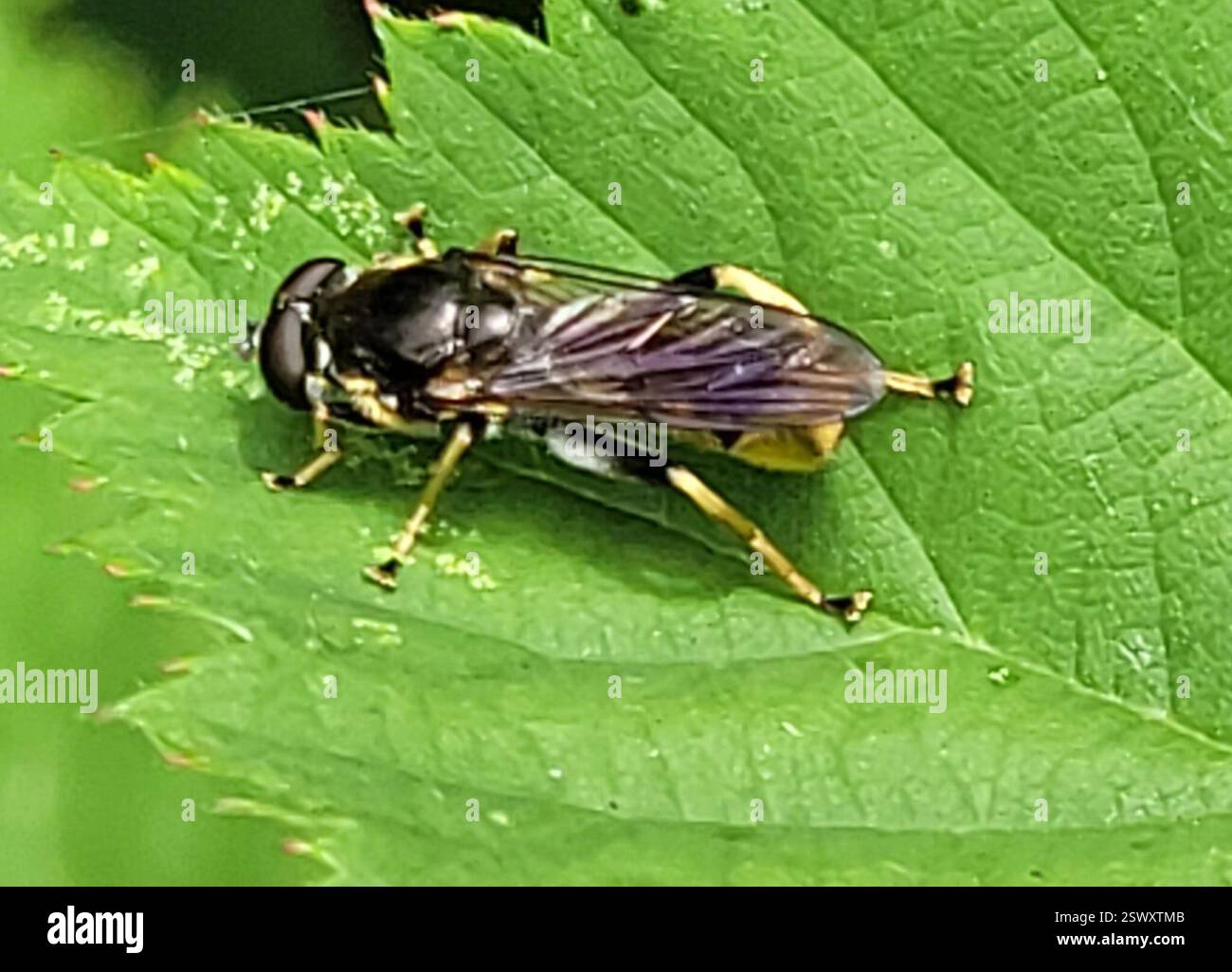 Golden-tailed Leafwalker (Xylota sylvarum), Insecta, 3450 Lillerød ...