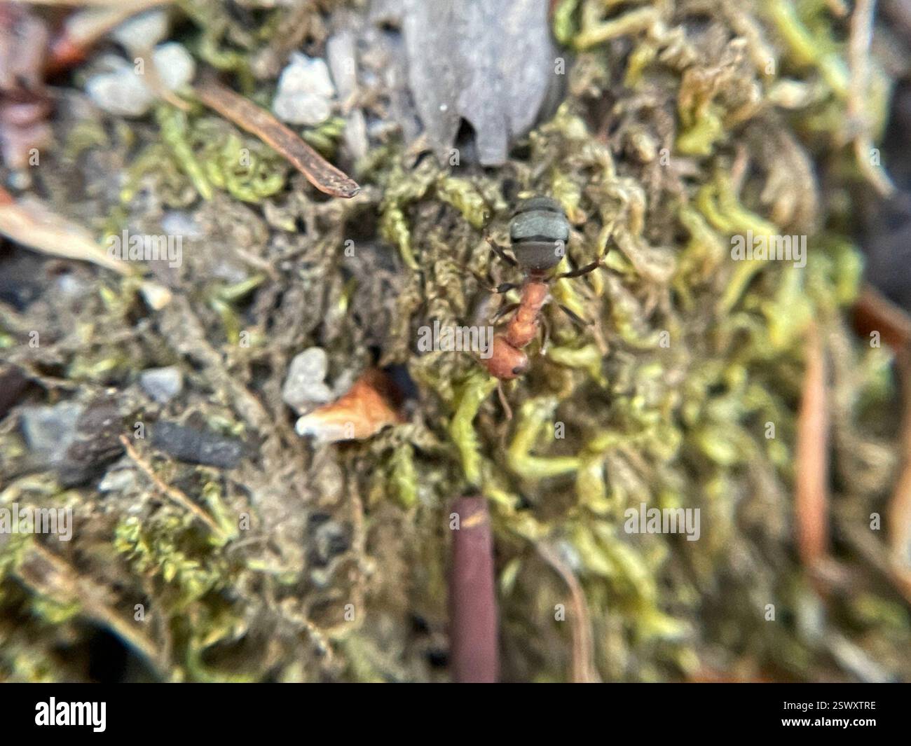 integra-group Field and Mound Ants (Formica integra), Insecta, Santa ...
