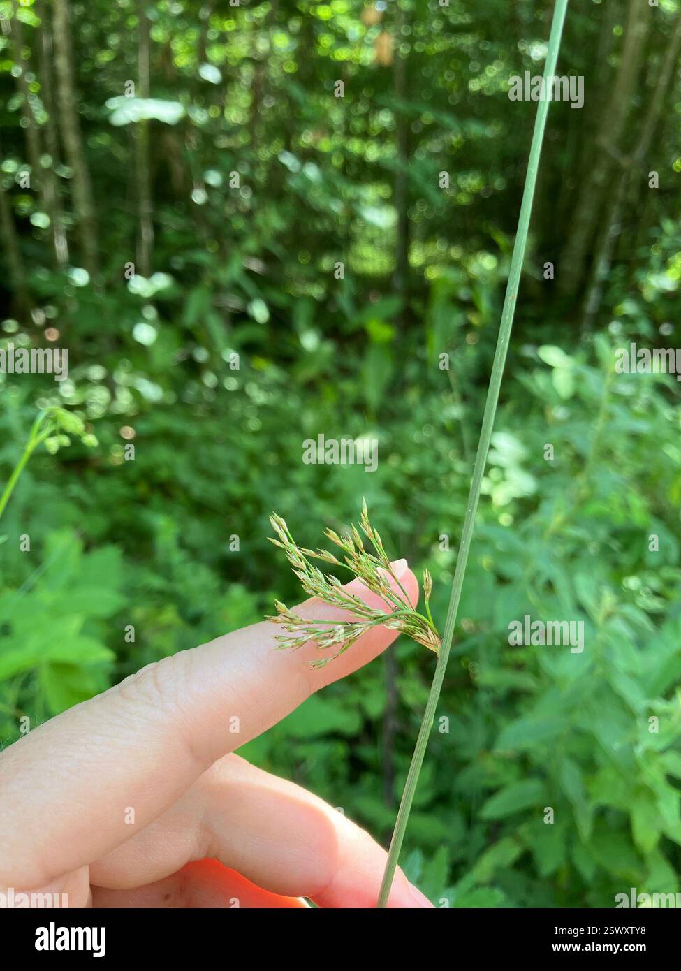 Hard Rush (Juncus inflexus), Plantae, Gmunden, AT-OO, AT Stock Photo ...