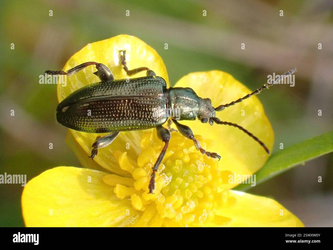 Spade reed beetles (Plateumaris), Insecta, Handa Island, Lairg ...