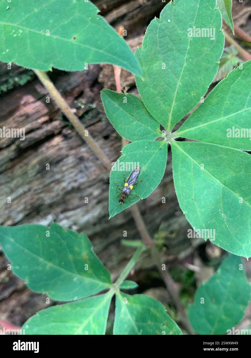 Frison's Soldier Beetle (Trypherus frisoni), Insecta, The Arboretum ...