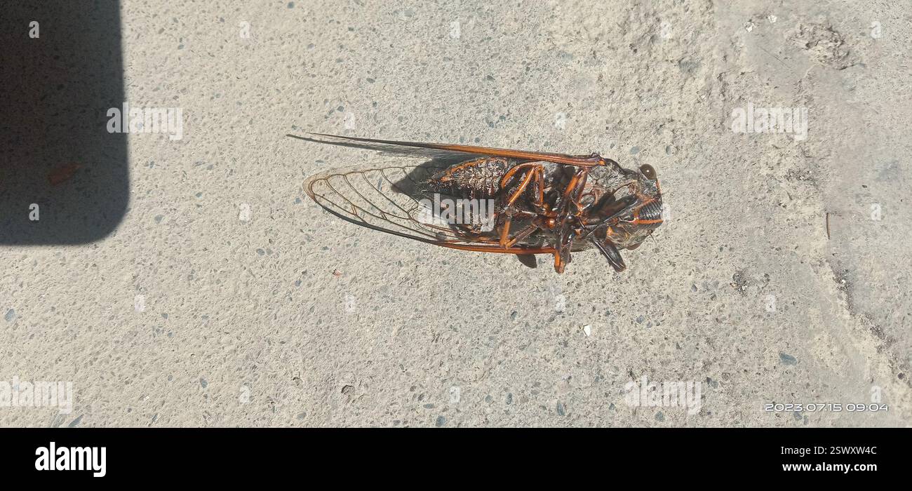 Eastern horse cicada (Cryptotympana atrata), Insecta, 950台灣台東縣台東市臺東 ...
